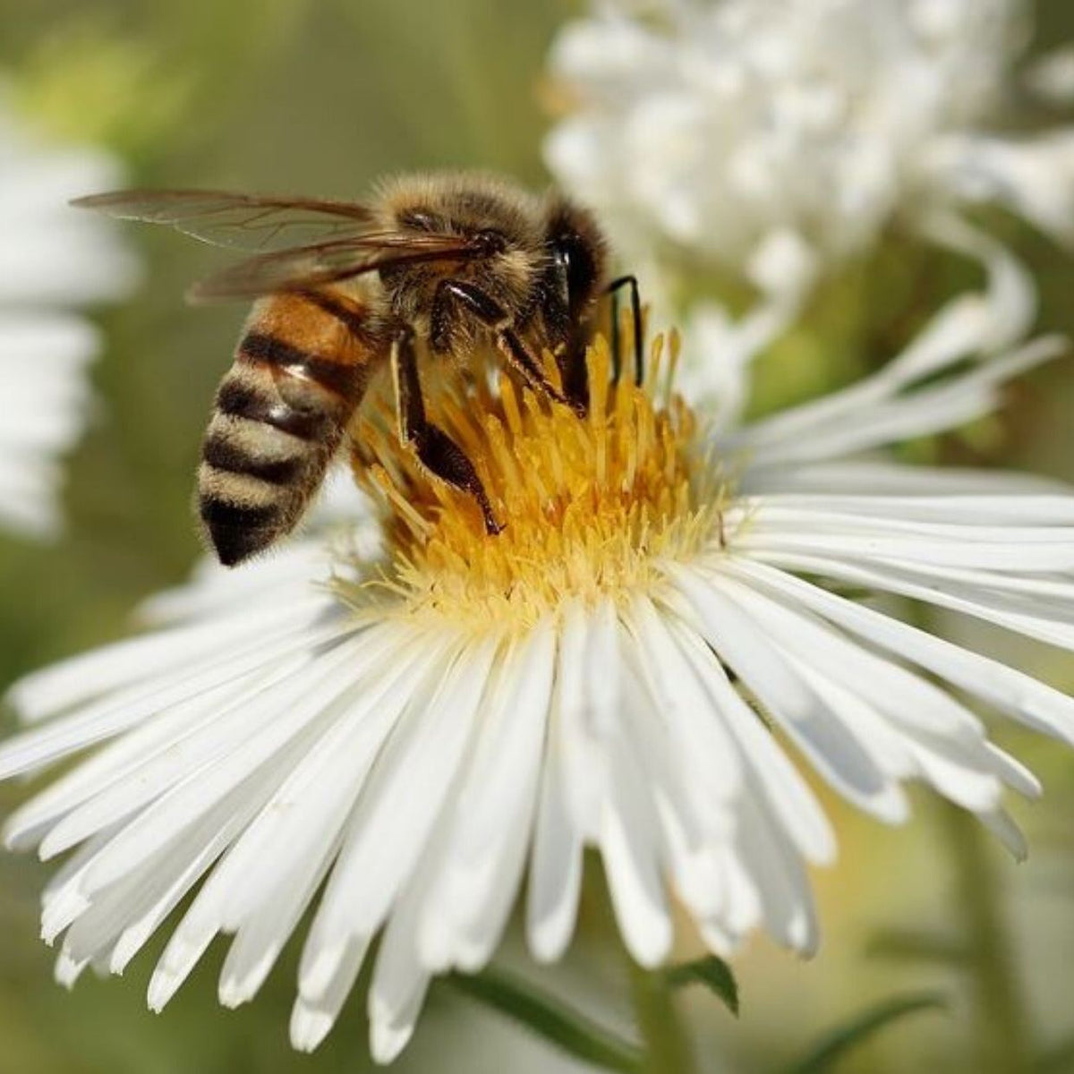 Bees – Bee Wise, LLC